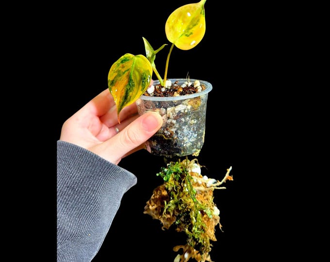 Rare Variegated Philodendron Mican Aurea in a Nursery Pot - High ...