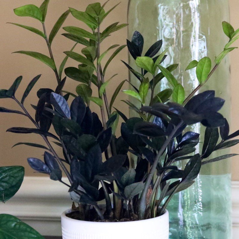 Black Zz Plant Large - Etsy