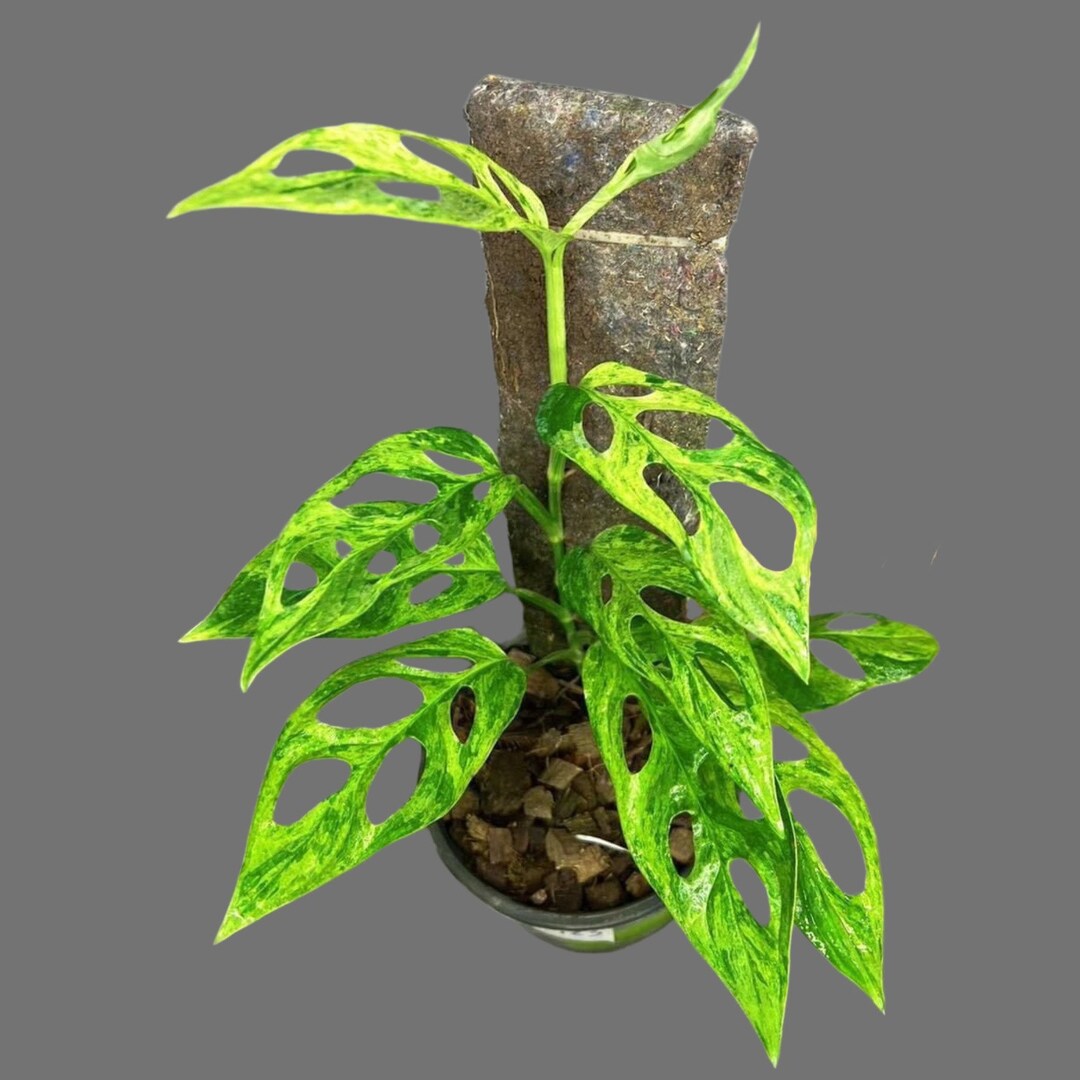 Monstera Adansonii 'mint' Mottle Variegation Rare Monstera Adansonii Mint Variegated Adansonii ...