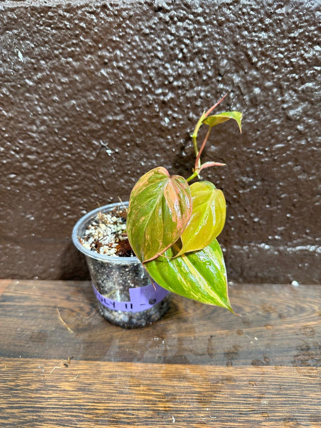 Rare Variegated Philodendron Mican Aurea in a Nursery Pot Variegated ...