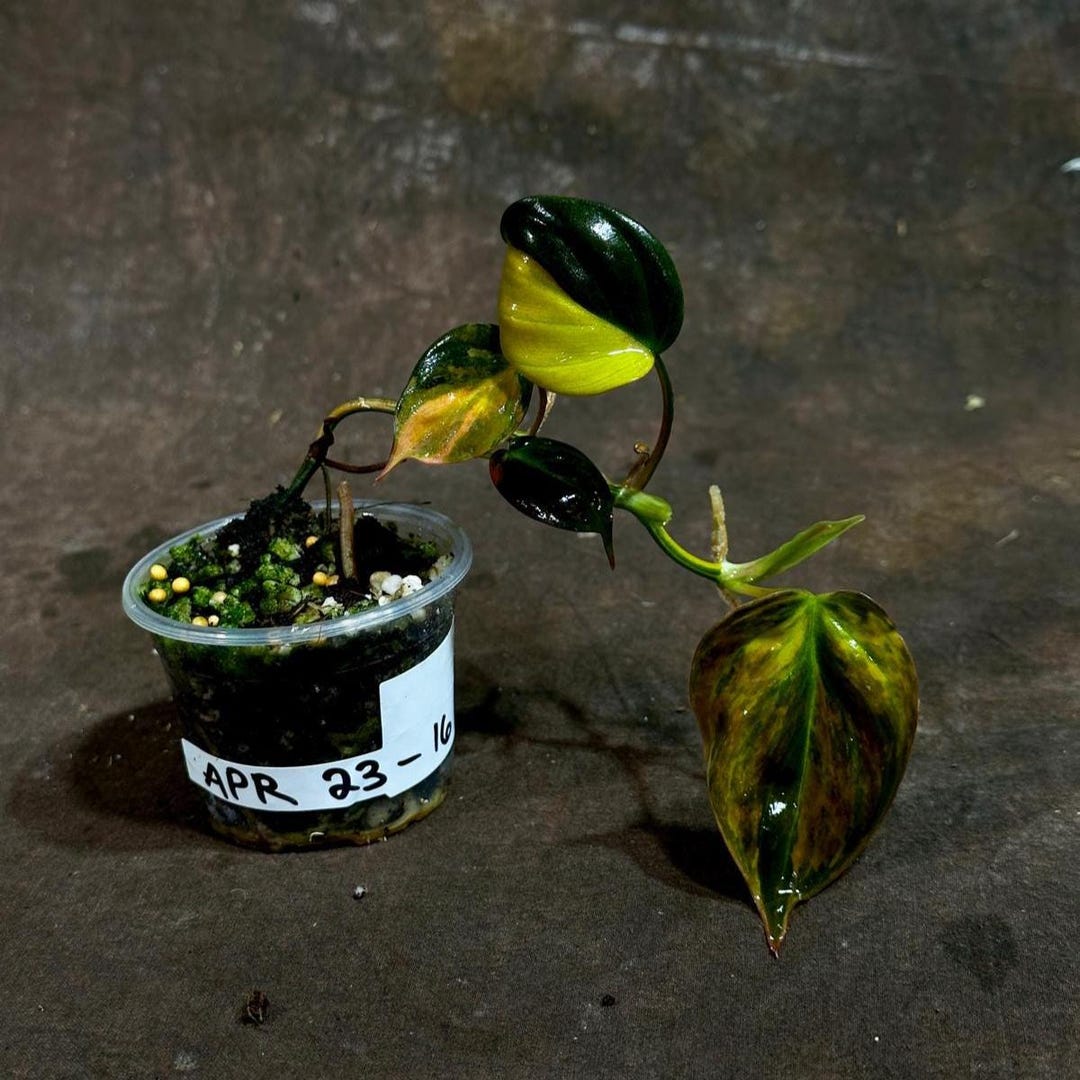 Rare Variegated Philodendron Mican Aurea in a Nursery Pot - Rare ...