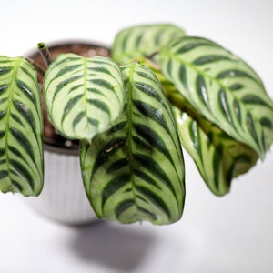 Calathea Burle Marx in a 3 Pot Maranta Amabilis Burle - Etsy