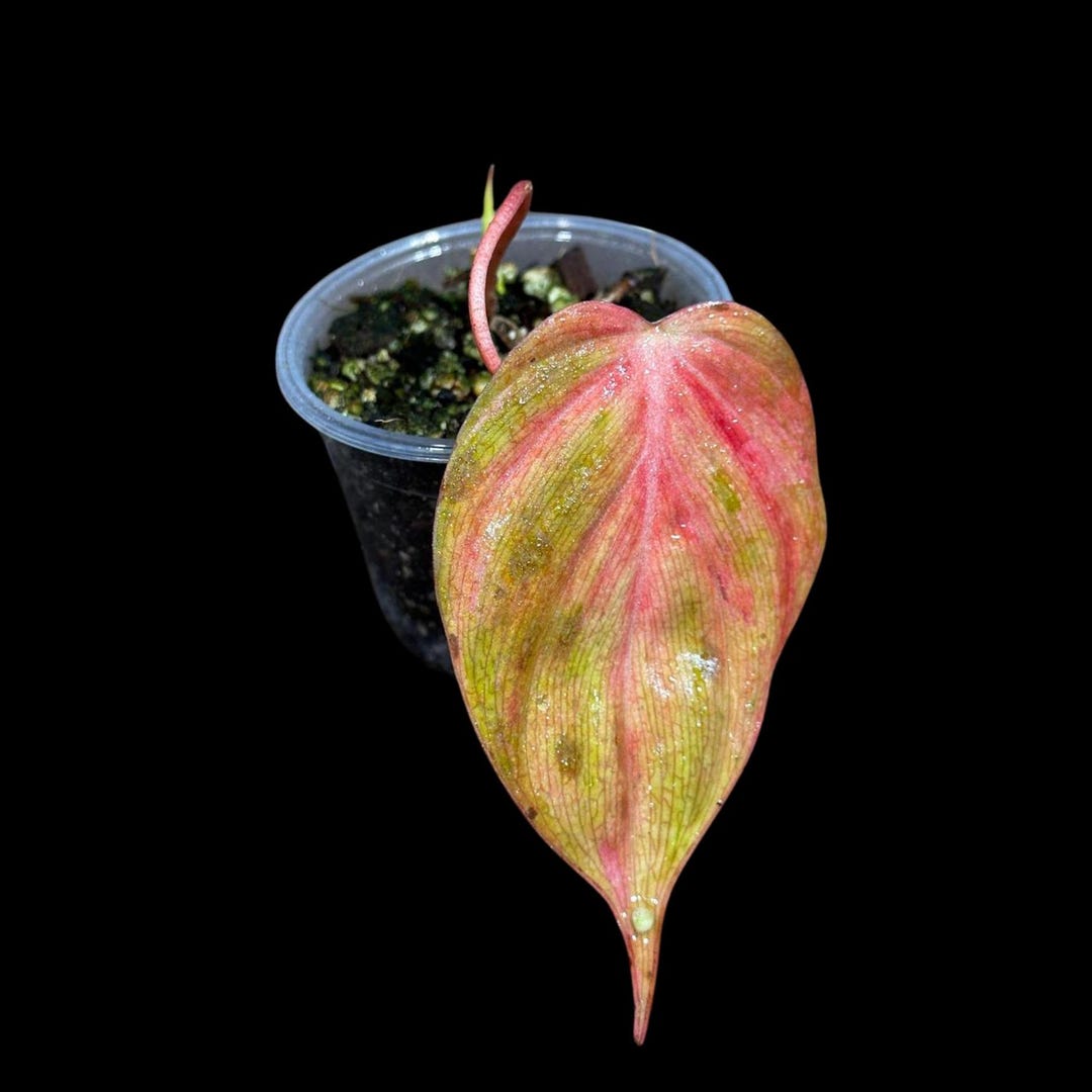 Rare Variegated Philodendron Mican Pink Single Leaf Plant in a Nursery ...