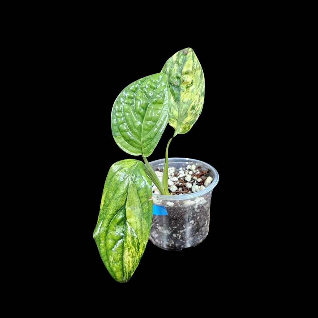 Variegated Monstera Peru in a Nursery Pot | Live Rare Houseplants | Air ...