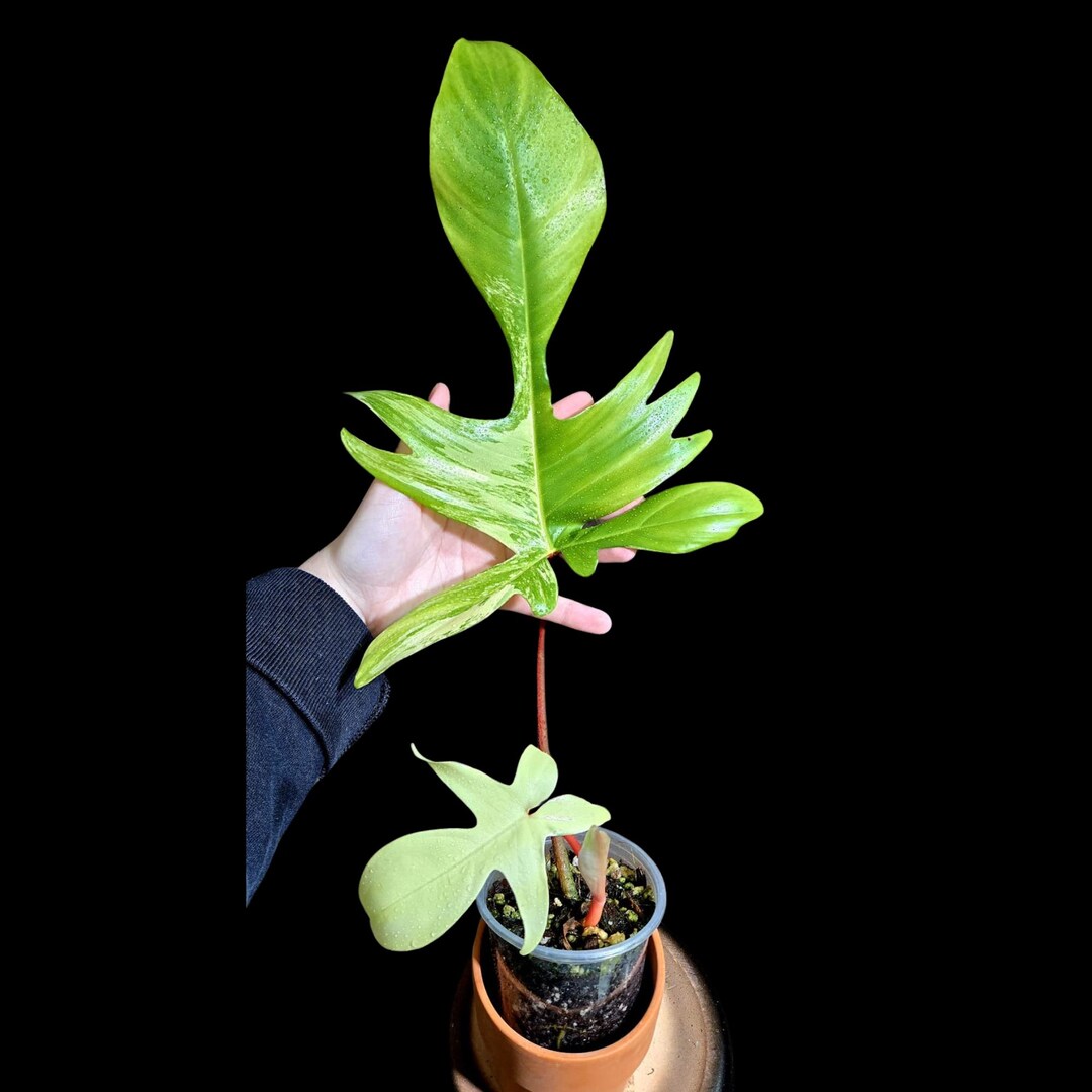 Variegated Philodendron Florida Beauty in a Nursery Pot - Extremely ...