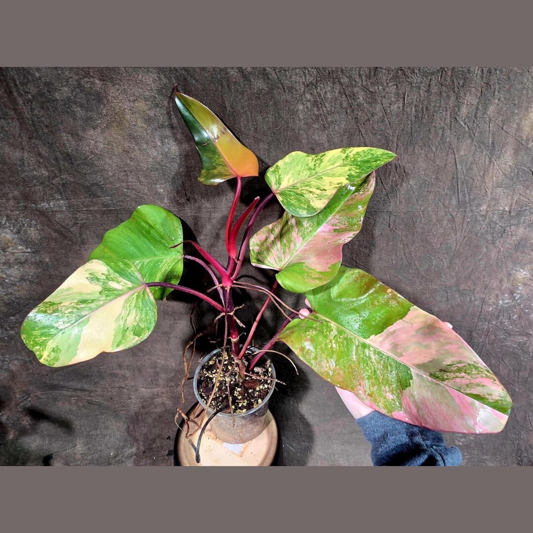 Variegated Philodendron Strawberry Shake in a Nursery Pot - Strawberry ...