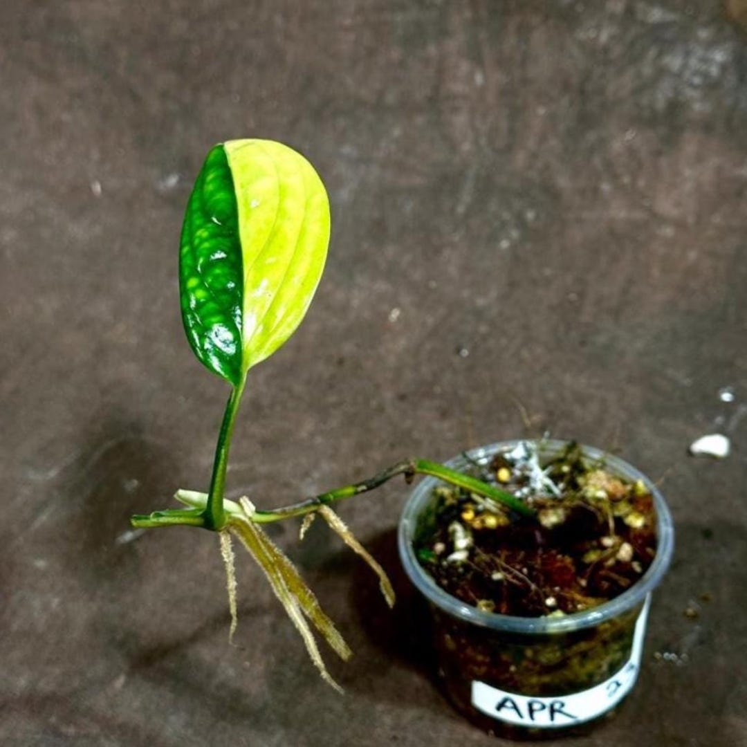 Variegated Monstera Peru in a Nursery Pot | Live Rare Houseplants | Air ...