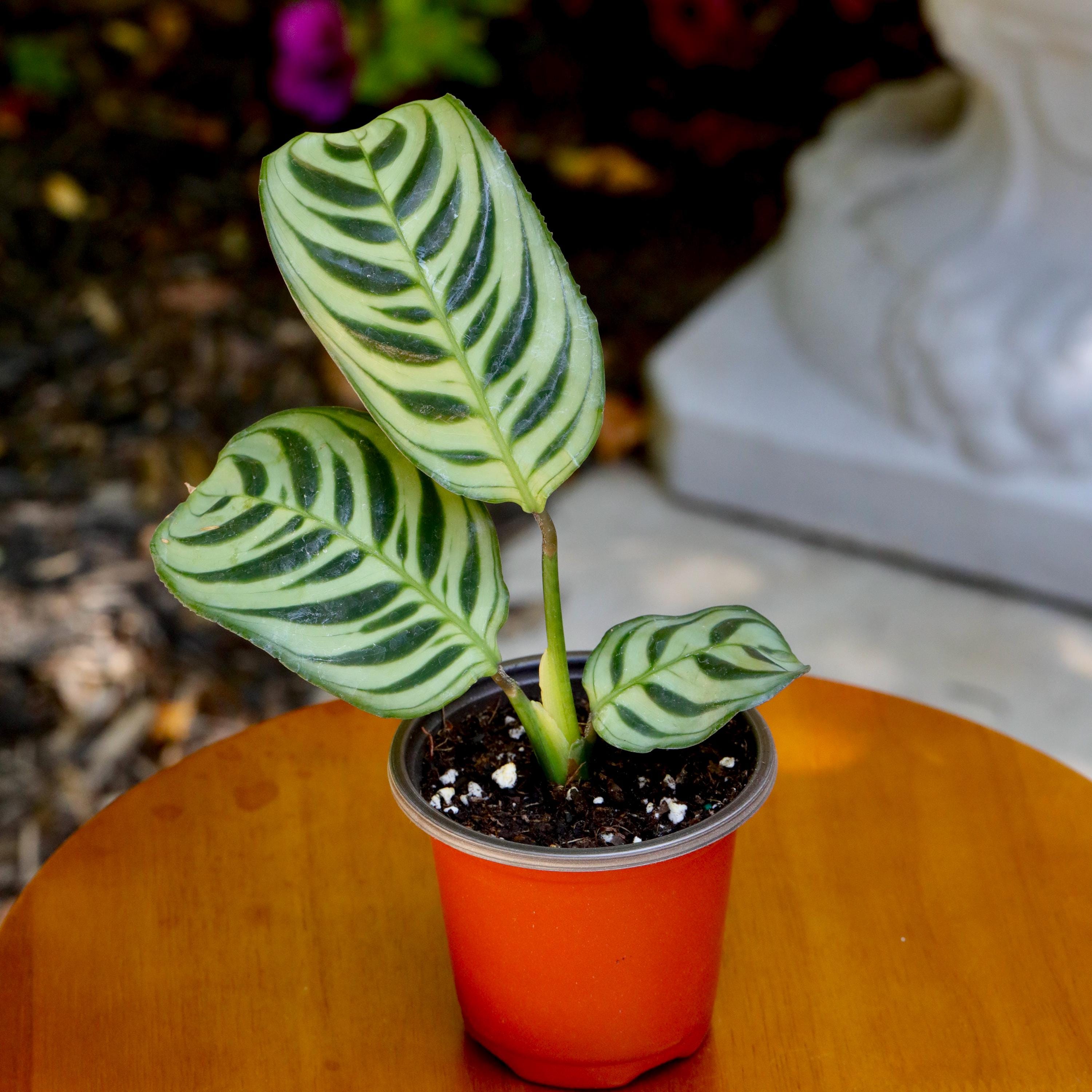 Calathea Burle Marx in a 3" Nursery Pot - Burle Marxii Plant - Indoor ...