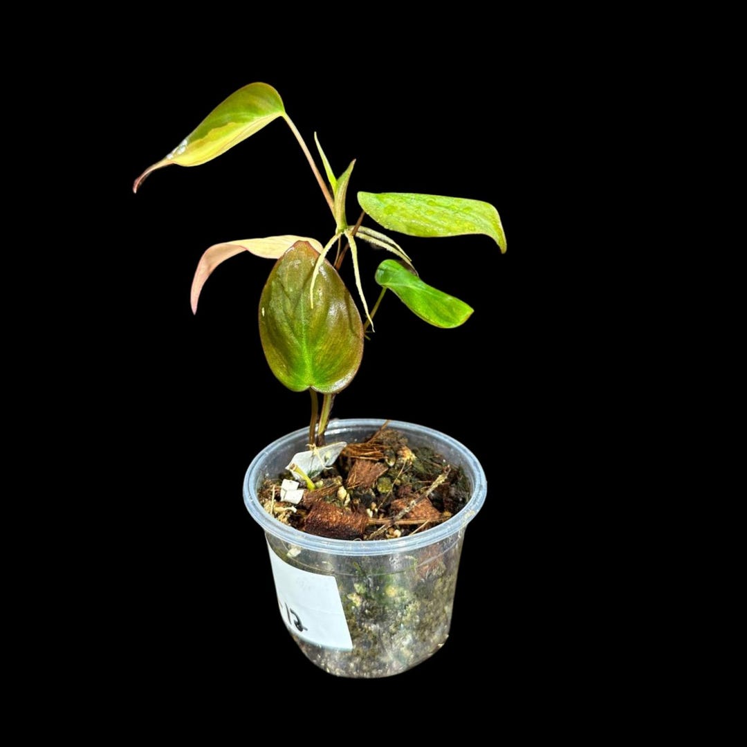 Rare Variegated Philodendron Mican Aurea in a Nursery Pot High ...