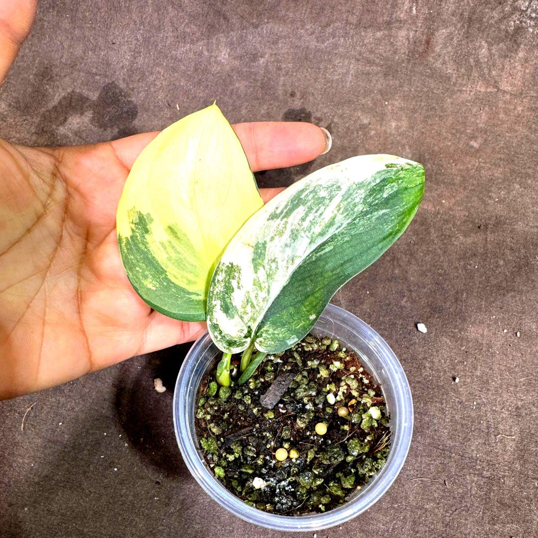 Variegated Scindapsus Pictus 'jade Satin' Plant - Collector's Aroid ...