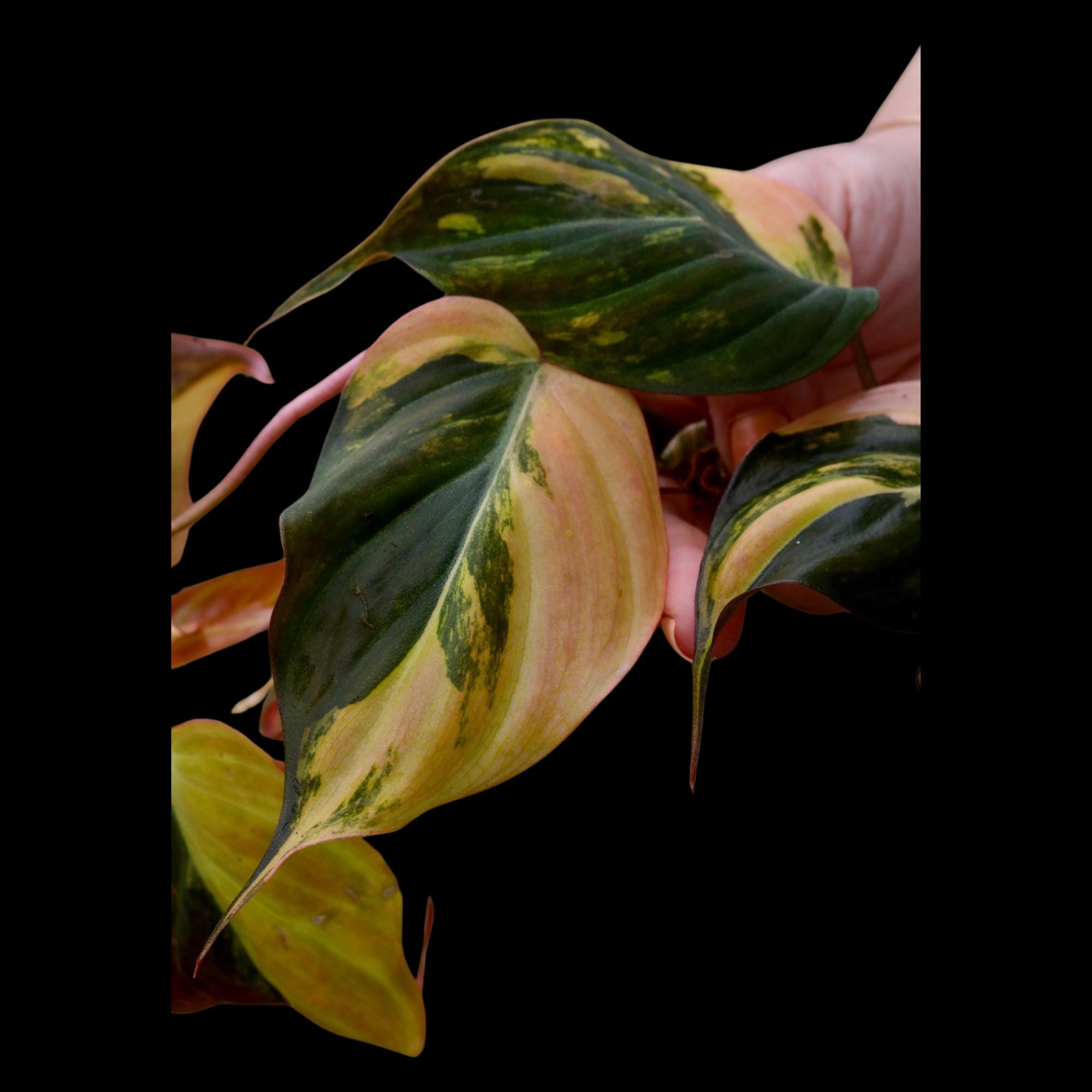 Variegated Philodendron Mican Aurea Cuttings - Velvet Heartleaf ...