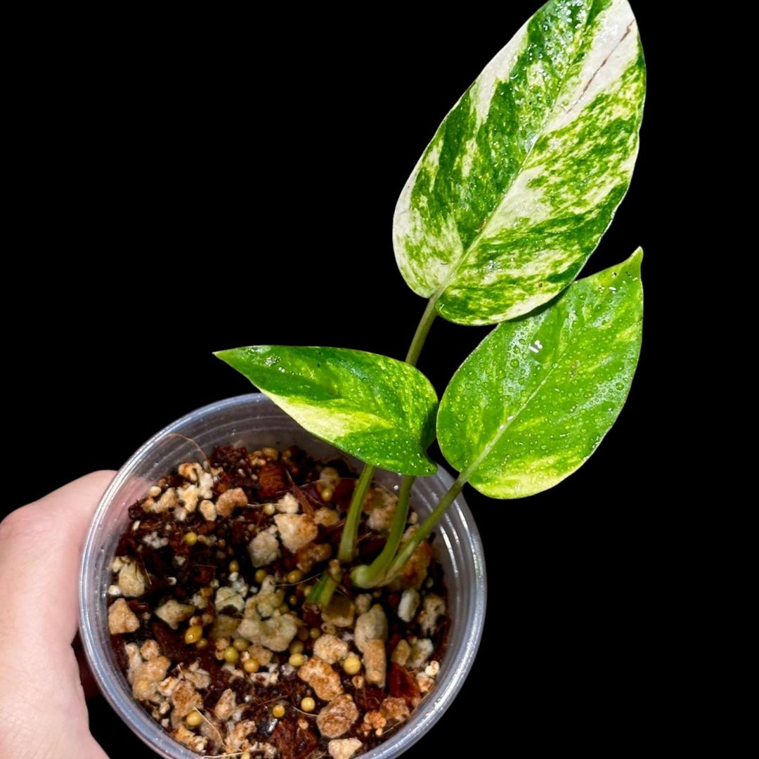 RARE Variegated 'golden Flame' Epipremnum Pinnatum in a Nursery Pot ...