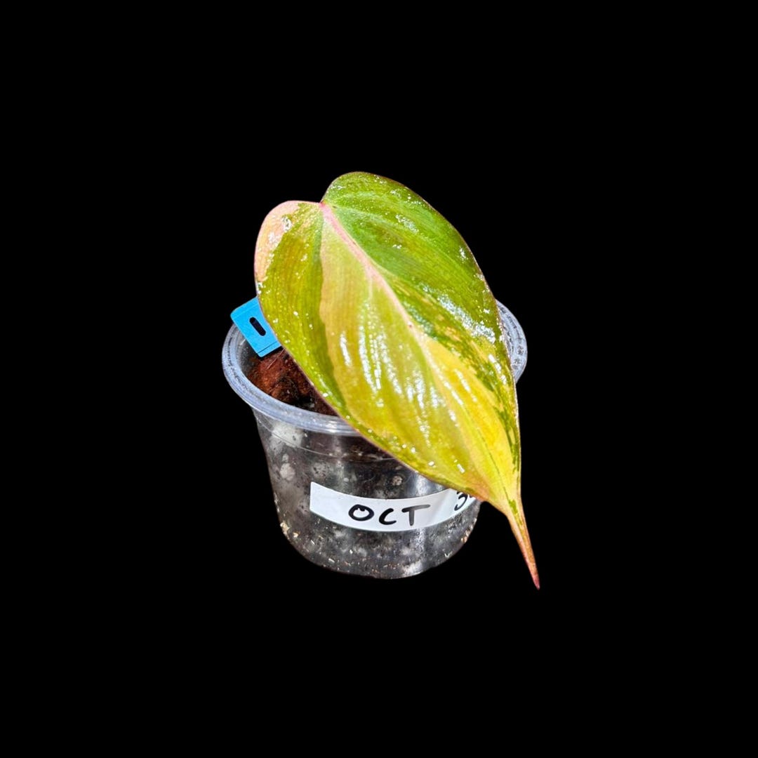 Rare Variegated Philodendron Mican Aurea in a Nursery Pot High ...