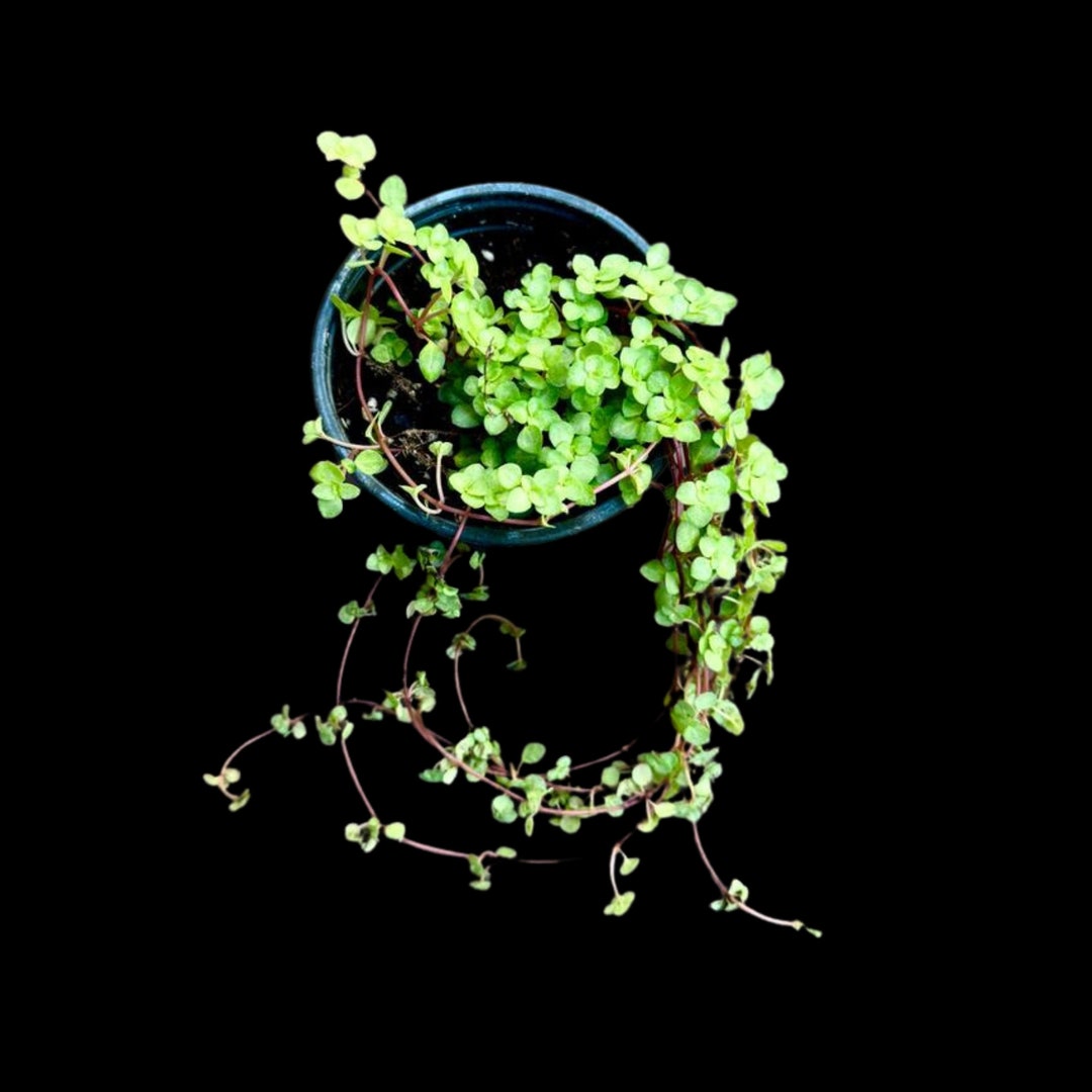 Biblical Job's Tears Plant - Blue Baby Tears in 4" Nursery Pot - Pilea ...