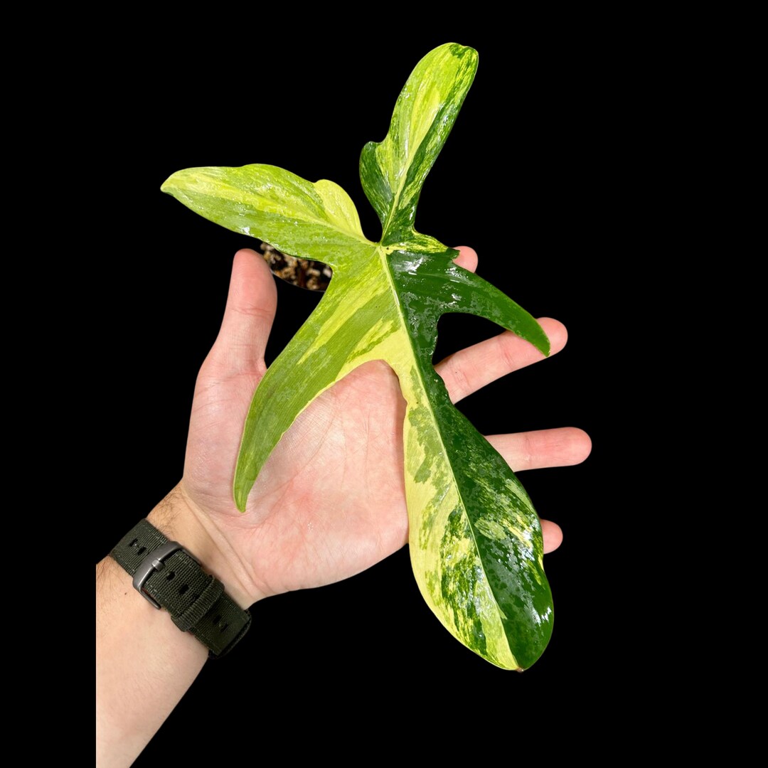 Variegated Philodendron Florida Beauty in a Nursery Pot - Extremely ...