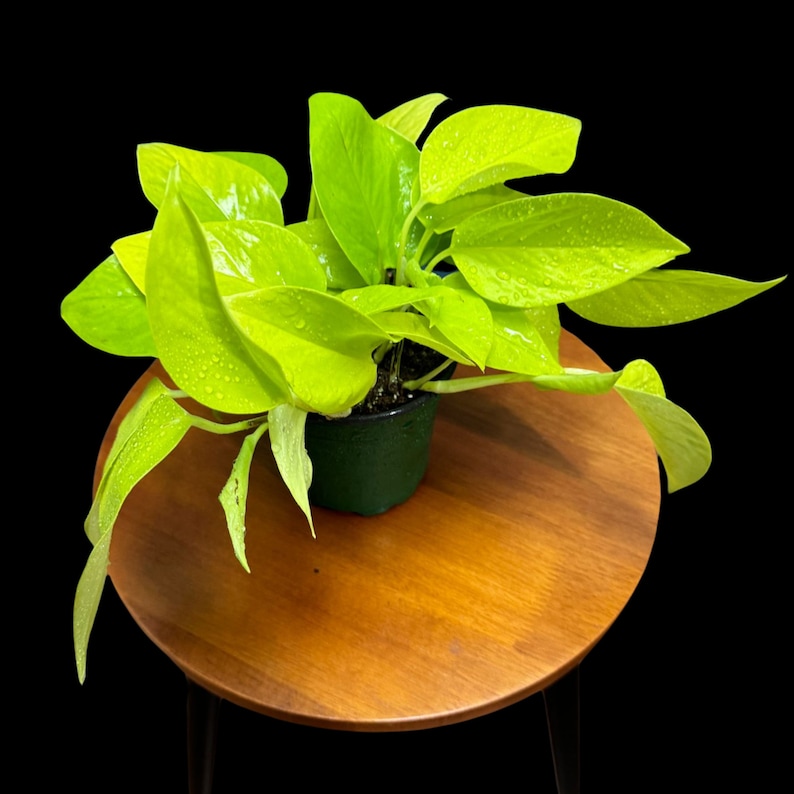 Neon Pothos Indoor Plant in a Nursery Pot - Easy Care Low Light Indoor ...