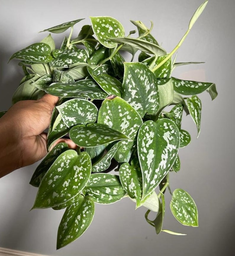 Silver Satin Pothos - Scindapsus Pictus Argyraeus - Silver Pothos Live ...