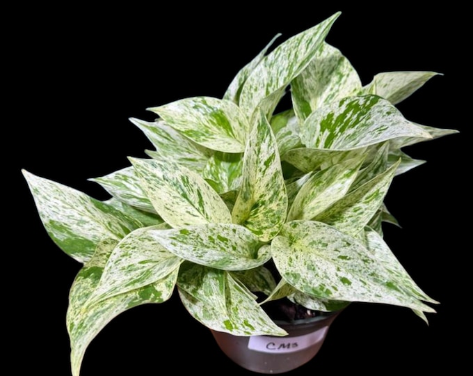 Variegated Snow Queen Pothos In 4 Pot Epipremnum Aureum Snow Queen