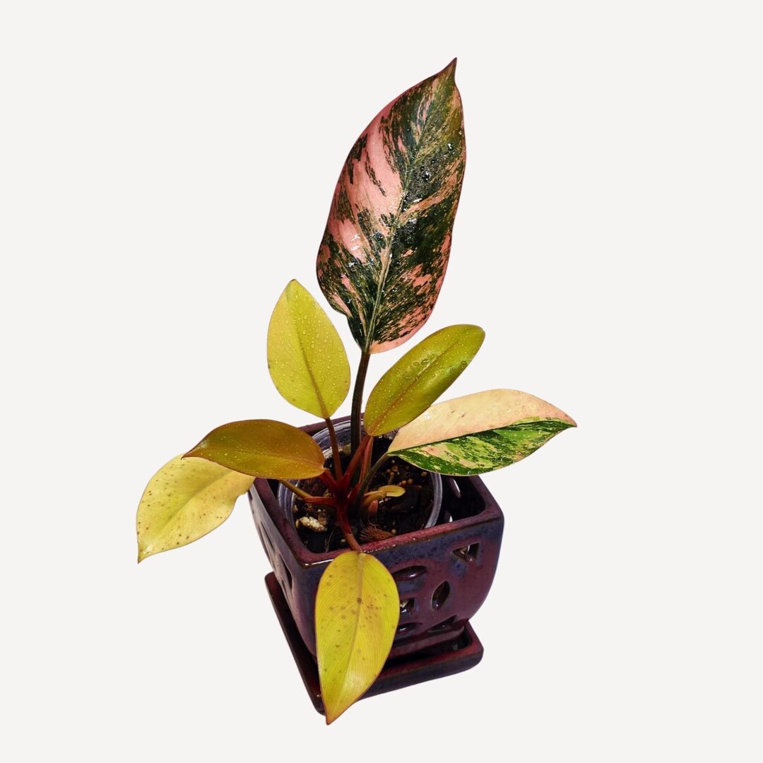 Yellow Congo Philodendron Variegated Live Plant - Super Rare Yellow ...