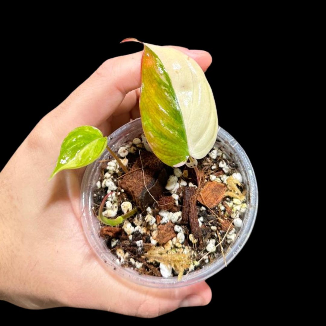 Rare Variegated Philodendron Mican Aurea in a Nursery Pot High ...