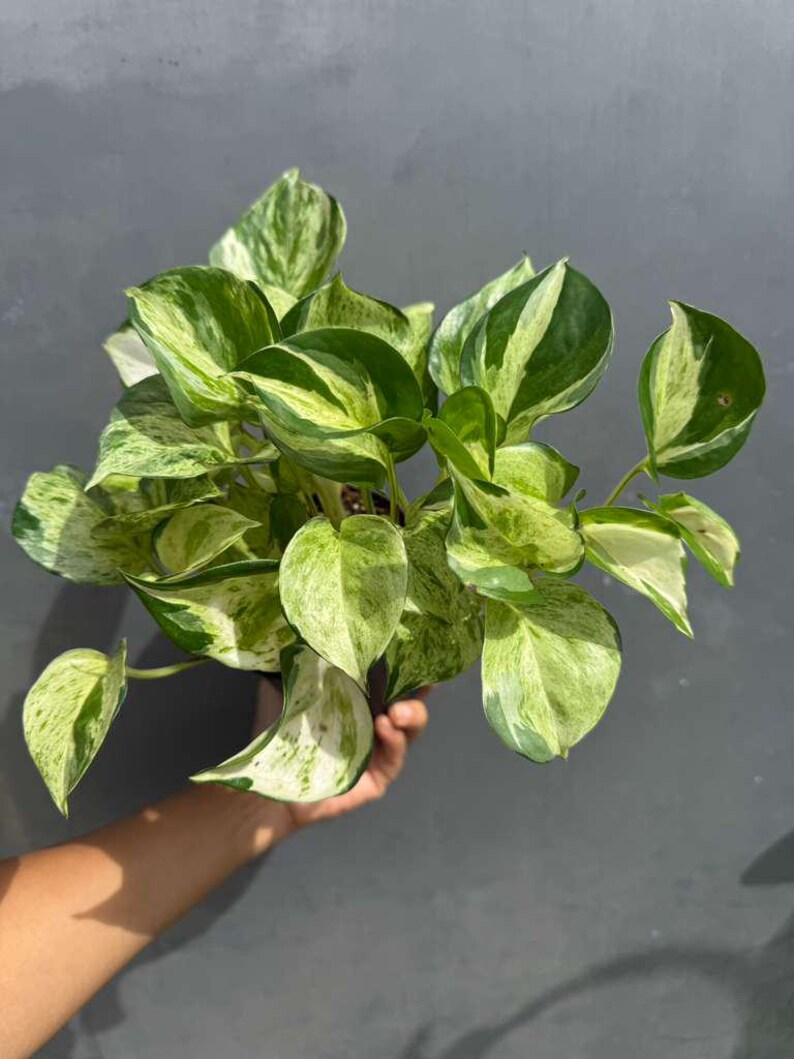 Variegated Manjula Pothos in 4" Pot - Vining Plant With Gift Decorative ...