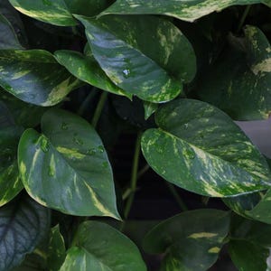 Golden Pothos Cuttings - Easy Care Gift Houseplant - Low Light Indoor ...