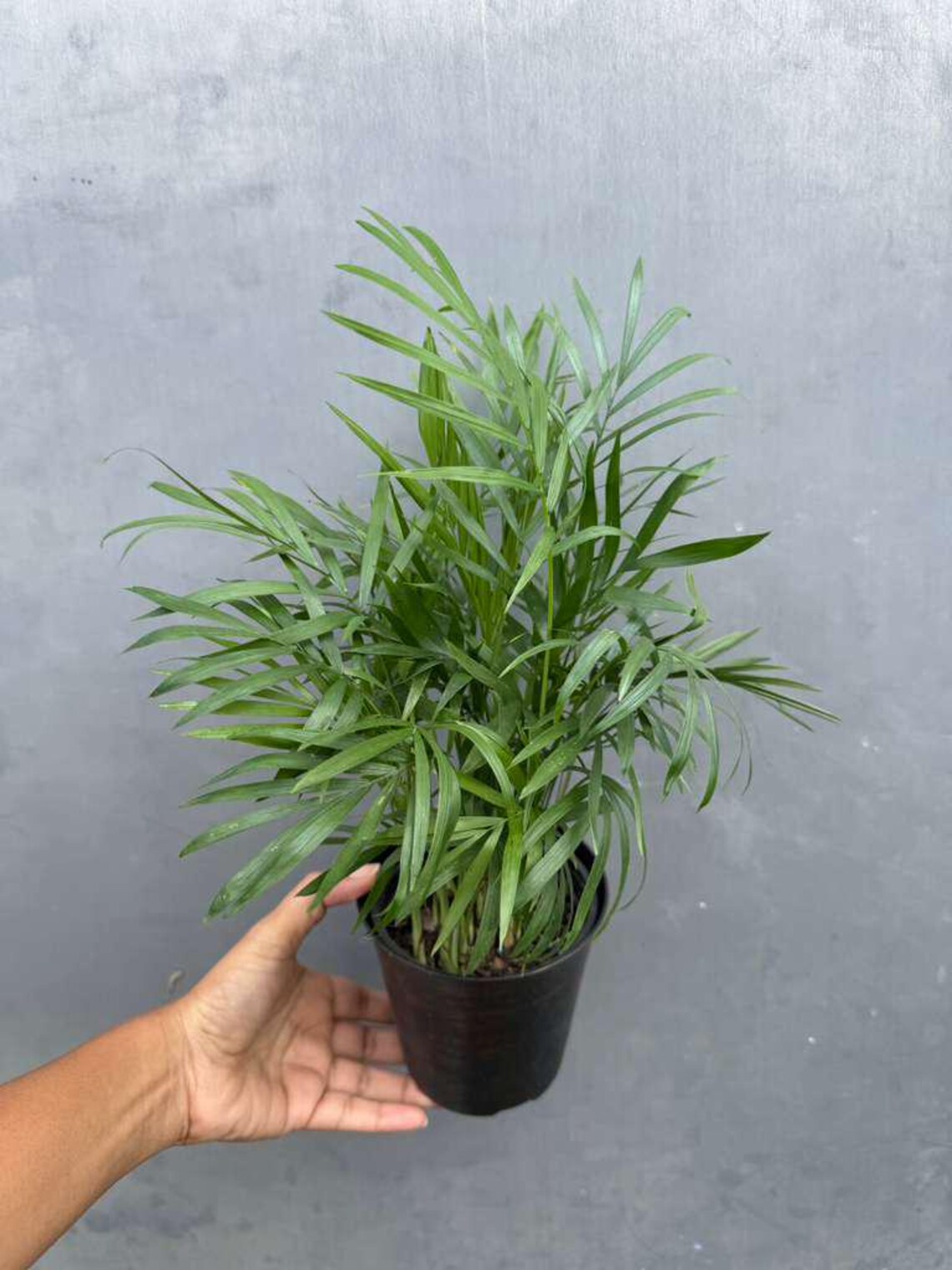 Parlor Palm Tree in a 4" Gift Decorative Pot - Neanthe Bella Indoor ...