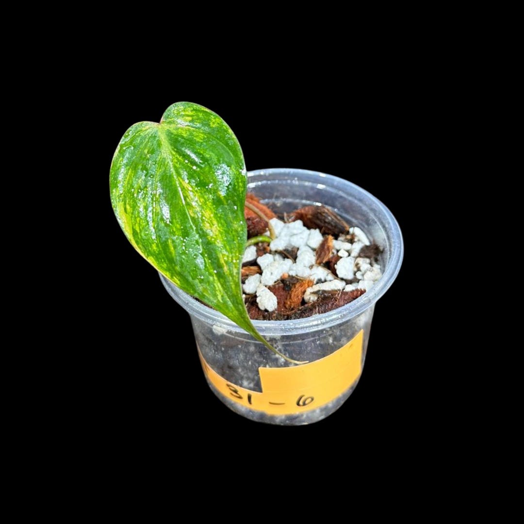 Rare Variegated Philodendron Mican Aurea in a Nursery Pot High ...