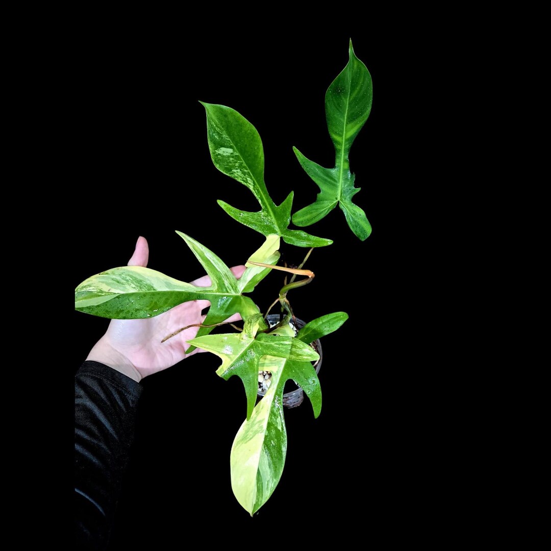 Variegated Philodendron Florida Beauty in a Nursery Pot-extremely Rare ...
