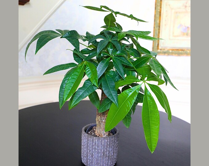 Live Lucky Money Tree Braid in a 4" Nursery Pot - Good Luck Tree - Air ...