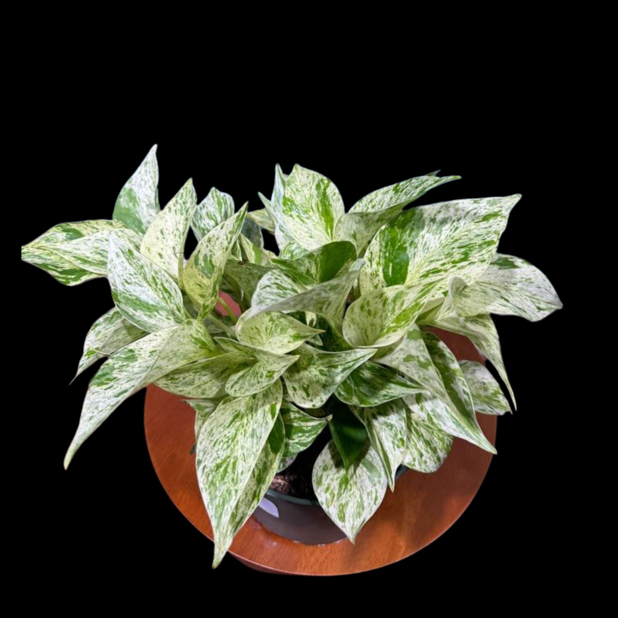 Variegated Snow Queen Pothos in 4" Pot - Epipremnum Aureum 'snow Queen ...