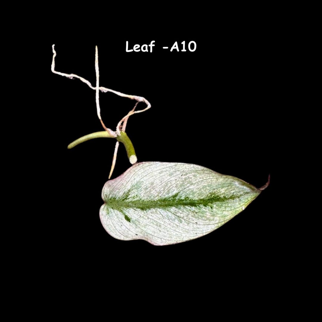 Rare Variegated Philodendron Mican Mint - Variegated Single Leaf ...
