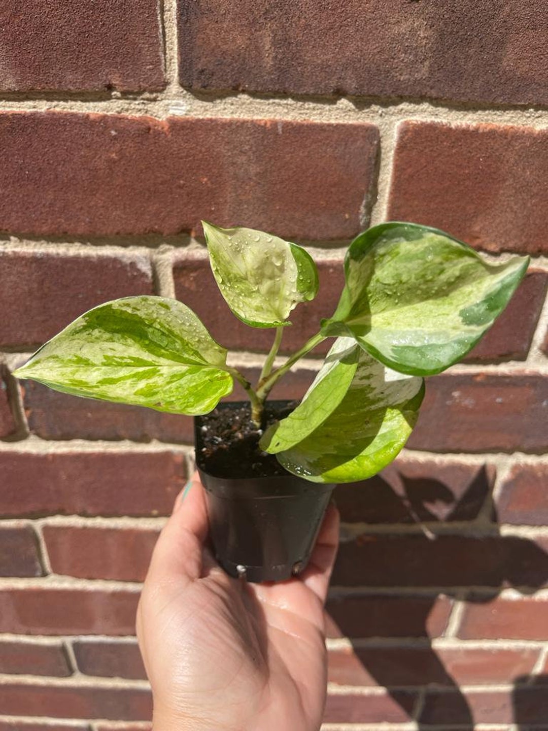 Very RARE High Variegated Manjula Pothos Manjula Indoor Plant ...