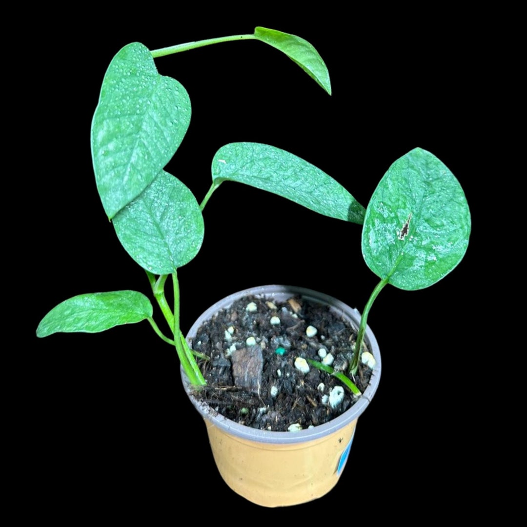 Epipremnum Pinnatum 'cebu Blue' Pothos in a Nursery Pot Rare Cebu Blue ...