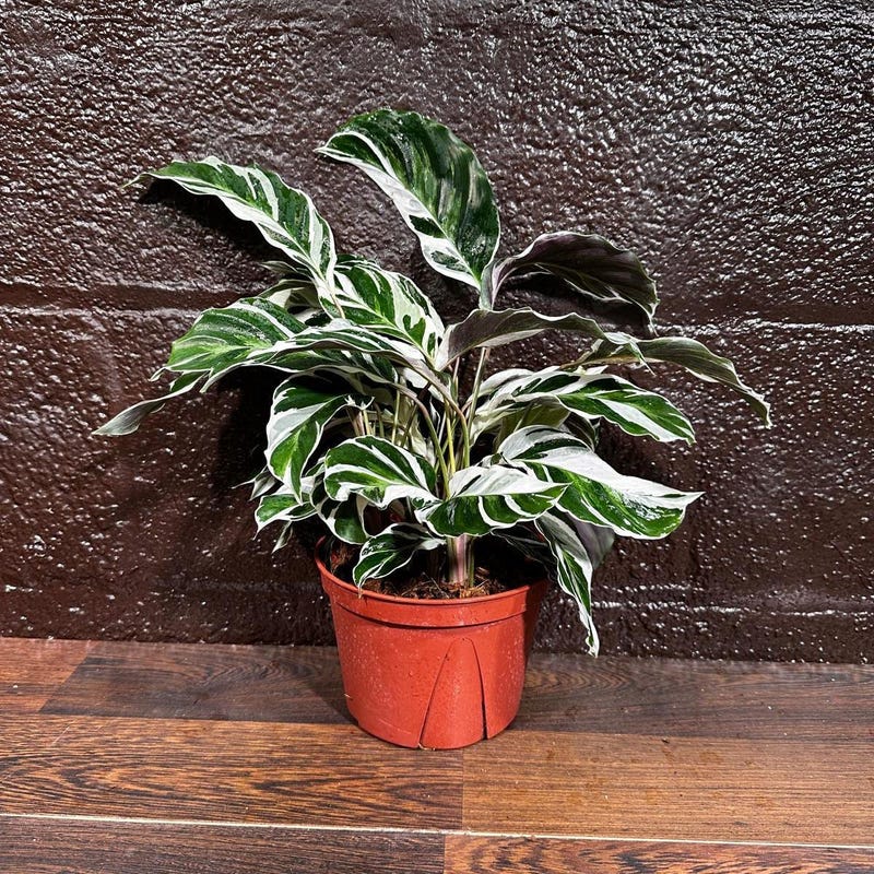 White Fusion Plant Live - Etsy