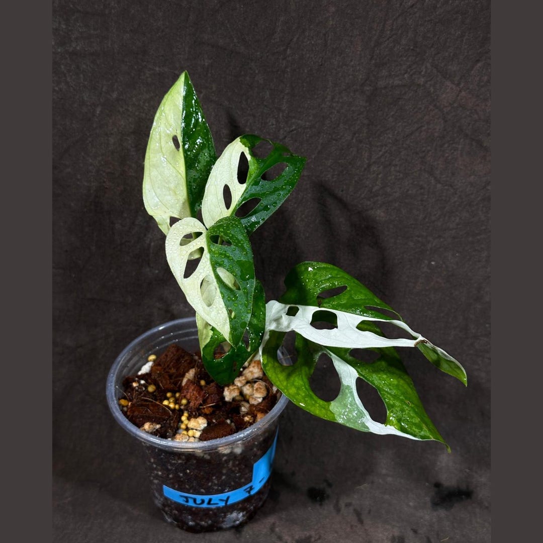 High Variegated White Monstera Adansonii Albo in a Nursery Pot - Half ...