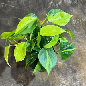 Rare Brazilian Philodendron in 4" Nursery Pot- Philodendron Brazil ...