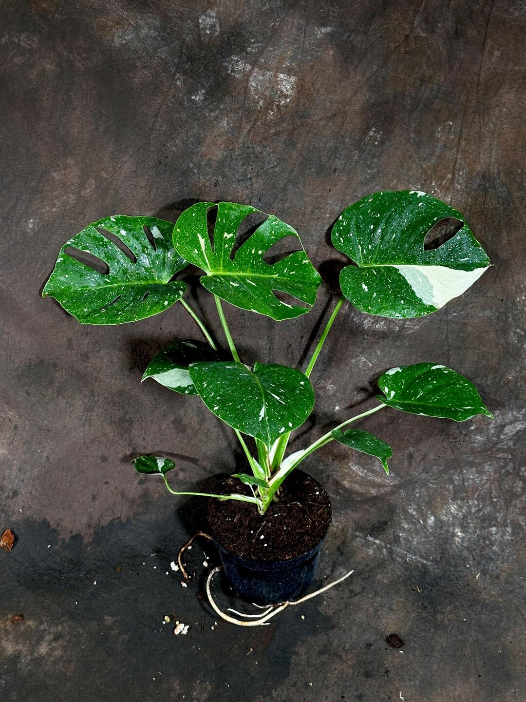 Monstera Thai Constellation Plant | Variegated Monstera Thai ...
