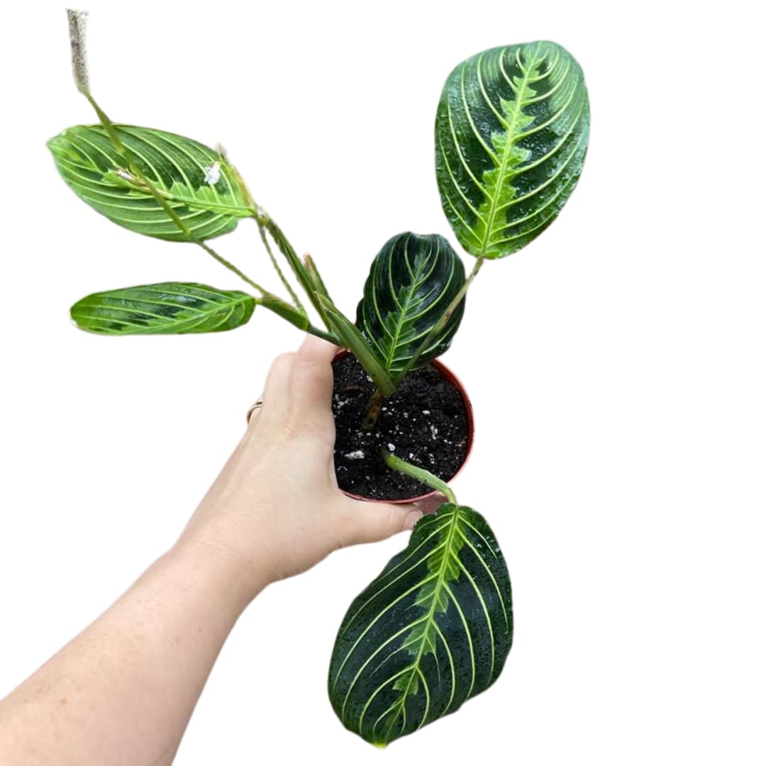 Live Lemon Prayer Plant Large Mature Plant - Maranta Leuconeura - Lemon ...