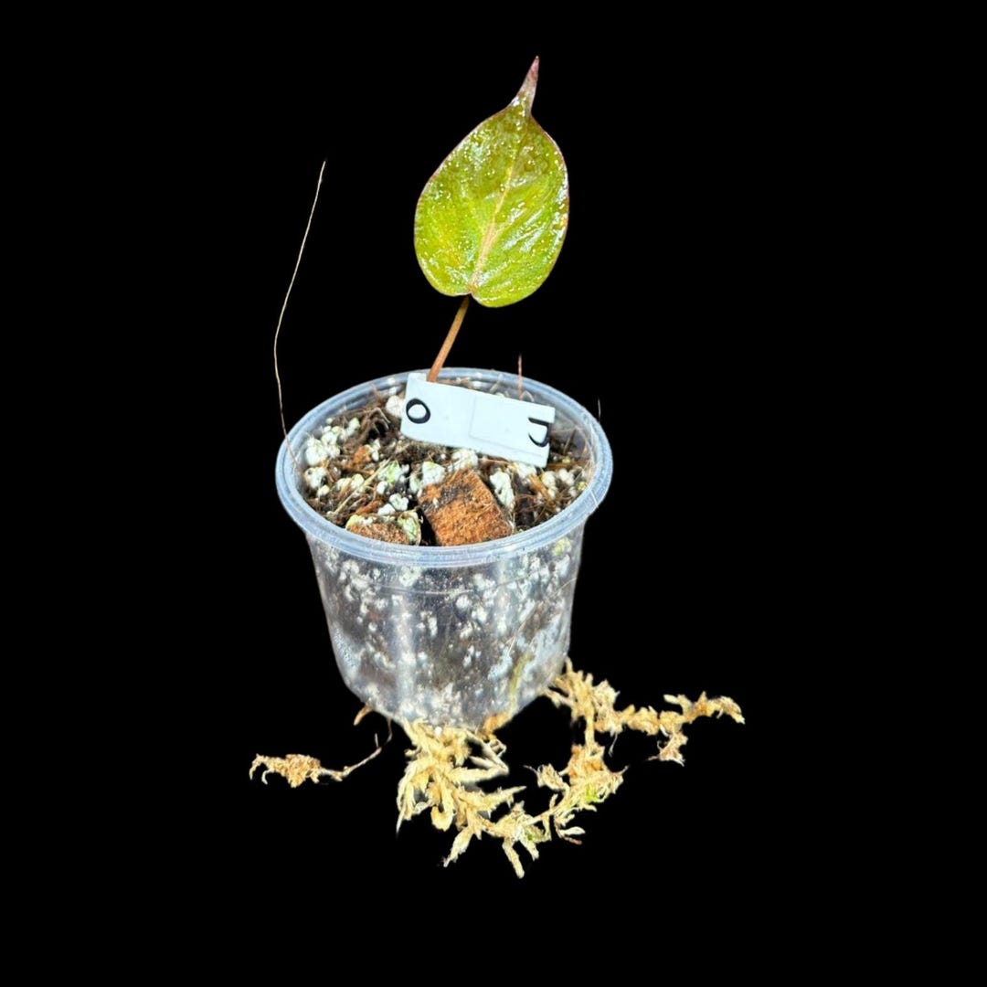 Rare Variegated Philodendron Mican Aurea in a Nursery Pot Variegated ...