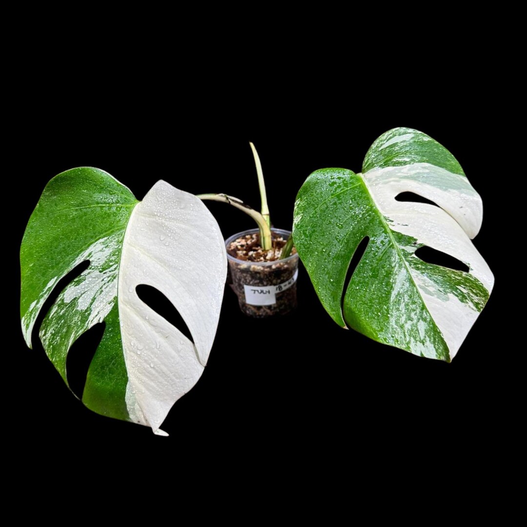 Variegated Monstera Albo Plant in a Nursery Pot Highly Variegated ...