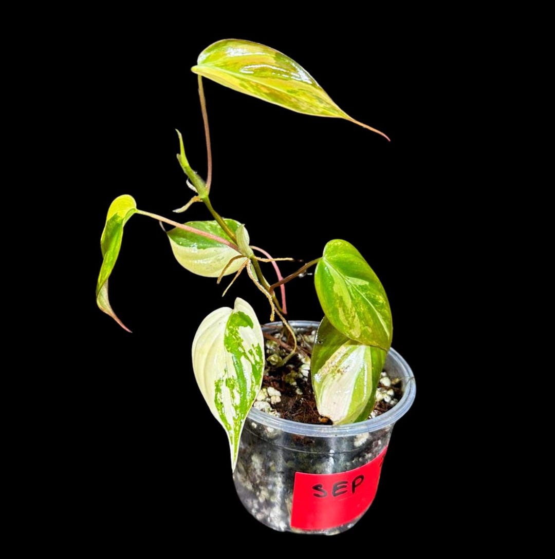 Rare Variegated Philodendron Mican in a Nursery Pot - US SELLER ...