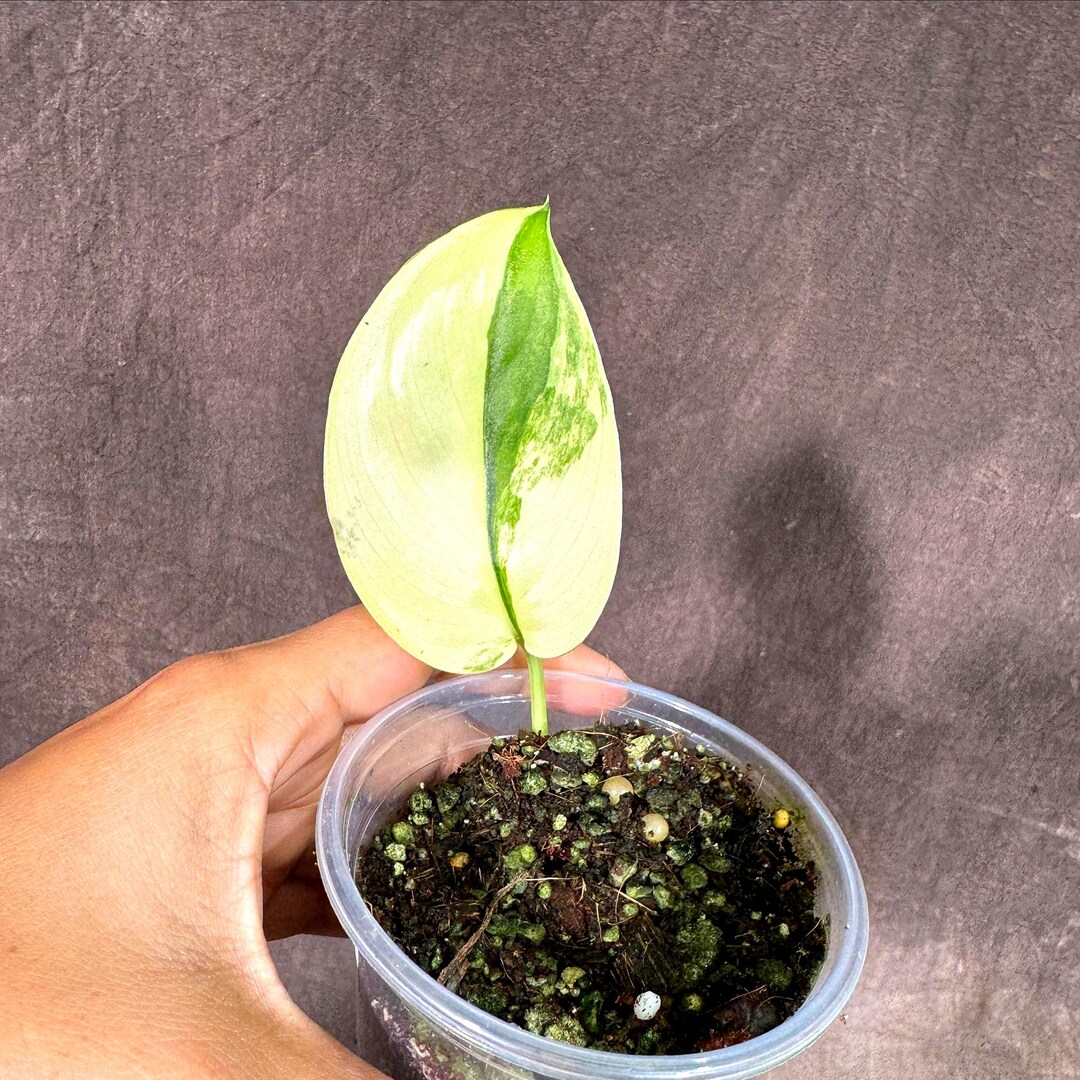 Variegated Scindapsus Pictus 'jade Satin' Plant - Collector's Aroid ...