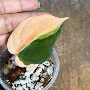 Rare Variegated Philodendron Mican Aurea in a Nursery Pot - Rare ...