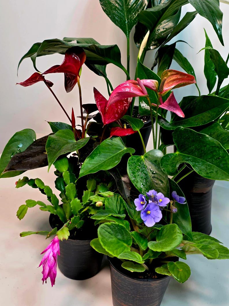 Assorted Indoor Flowering Plant- Set of Any 4 Plants in 4" Pot ...