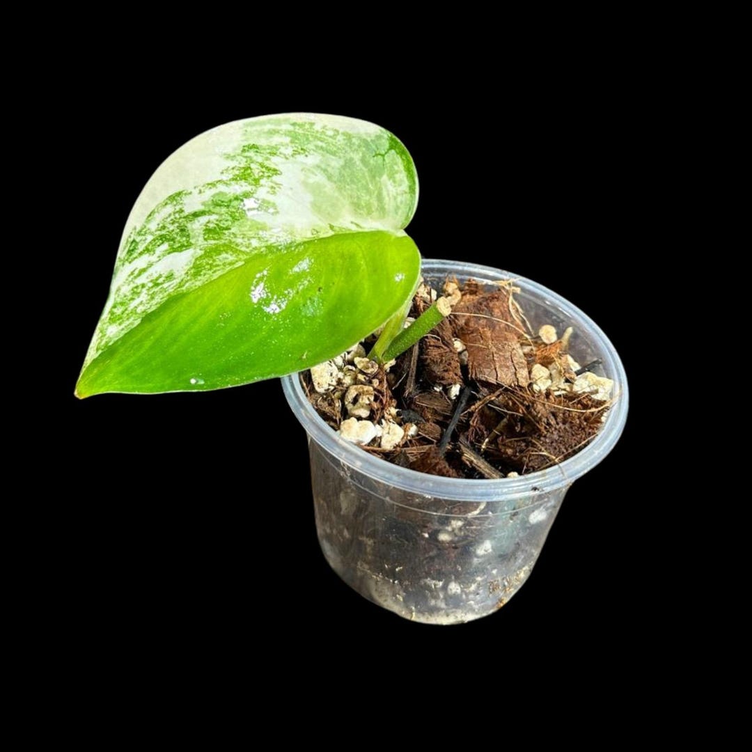 Variegated Scindapsus Jade Satin in a Nursery Pot Scindapsus Potted ...