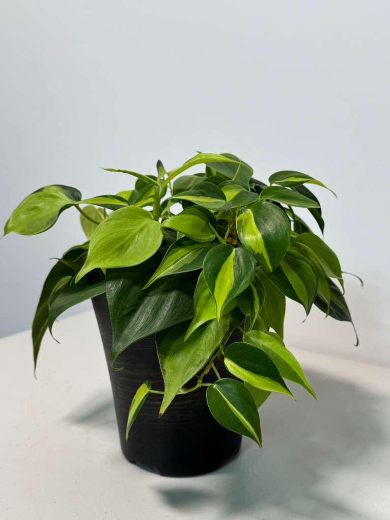 Rare Brazilian Philodendron in 3" Nursery Pot- Philodendron Brazil ...