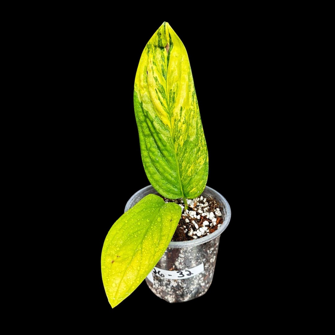 Variegated Monstera Peru in a Nursery Pot | Live Rare Houseplants ...