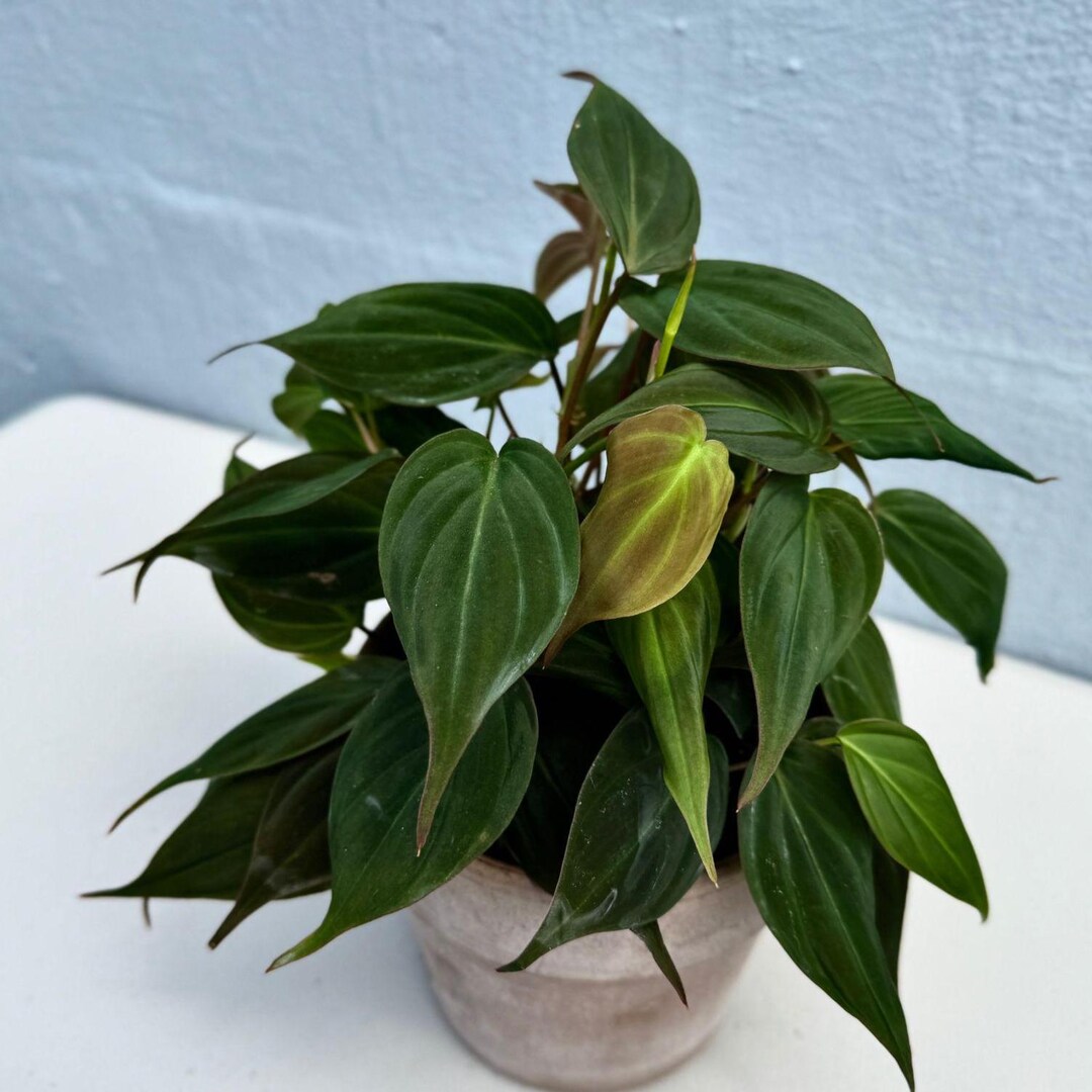 Philodendron Micans Velvet in 4" Grow Pot - Velvet Leaf - Heartleaf ...