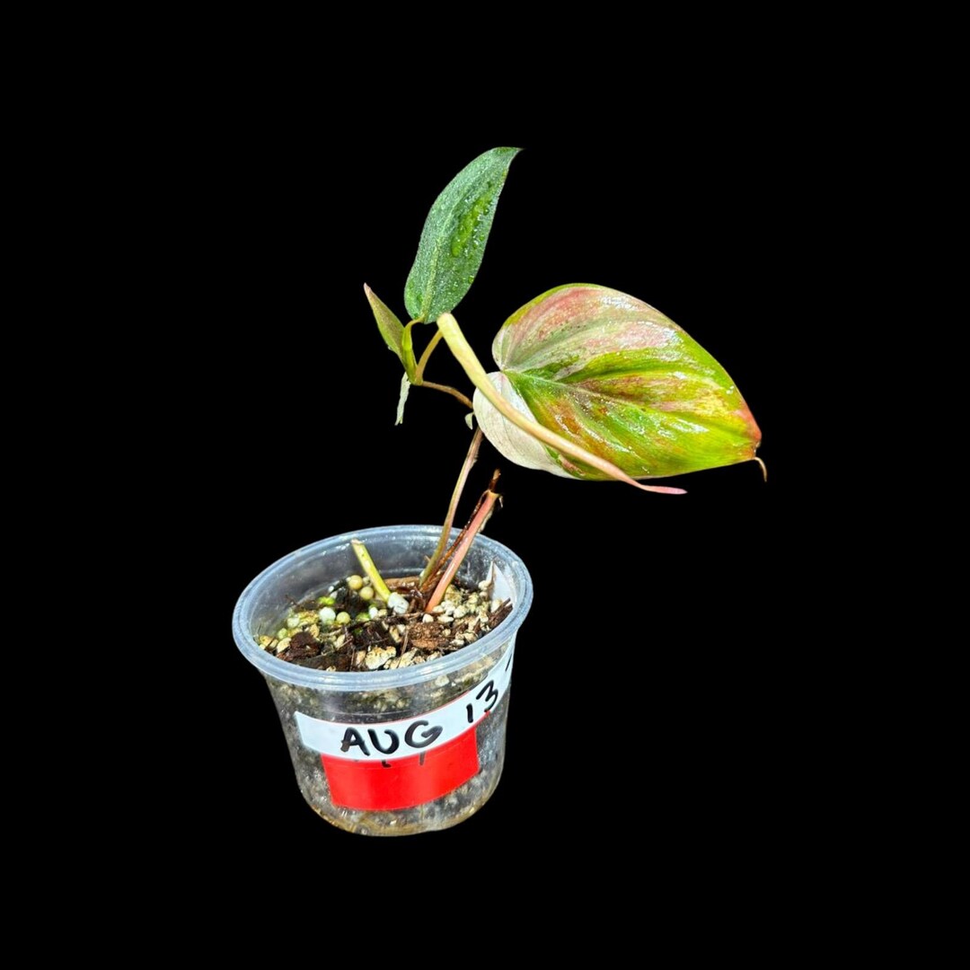 Rare Variegated Philodendron Mican Aurea in a Nursery Pot Variegated ...